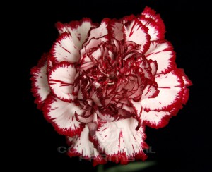 Carnations | Continental Farms | Page 3